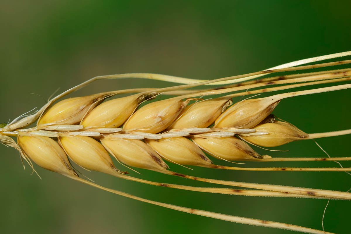 Como Se Prepara La Cebada